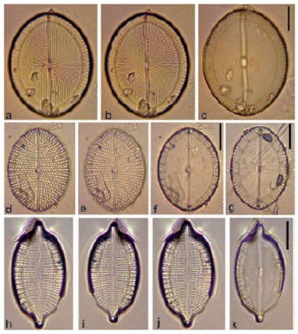 Additions to the Mastogloia (Bacillariophyceae: Mastogloiales) of the ...
