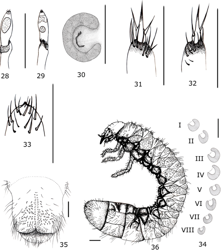 Descripción de las larvas de cinco especies de Listrochelus (Coleoptera ...