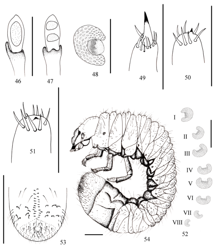 Descripción de las larvas de cinco especies de Listrochelus (Coleoptera ...