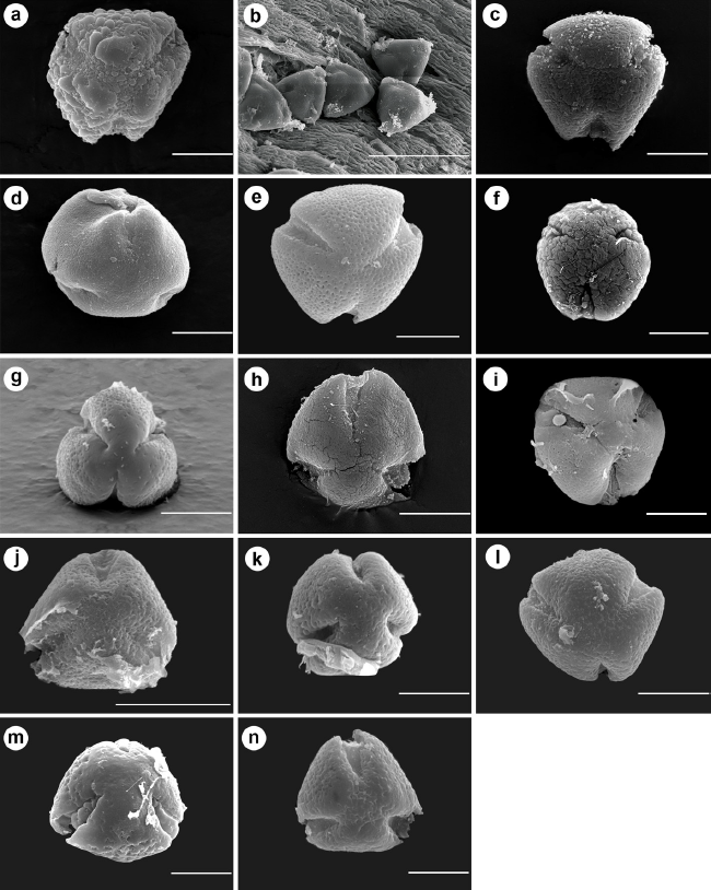Morfología del polen de Lonchocarpus sección Punctati (Fabaceae ...