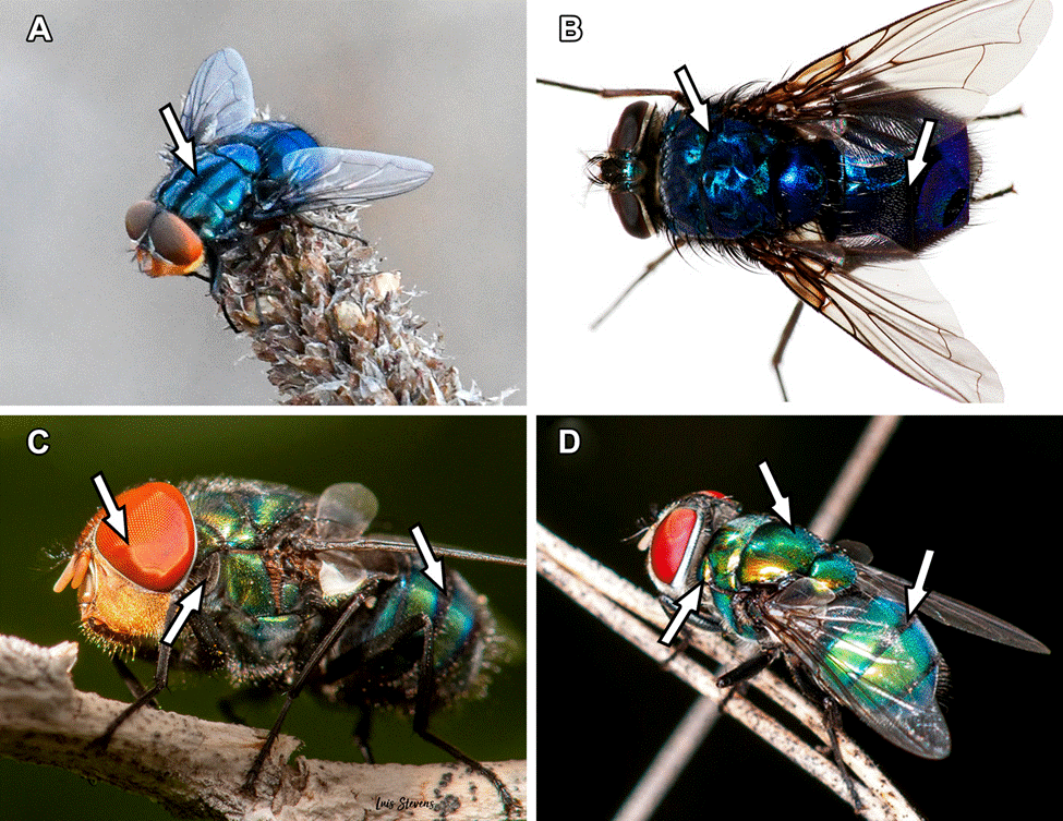 New geographic distribution of Chrysomya megacephala, the Oriental ...