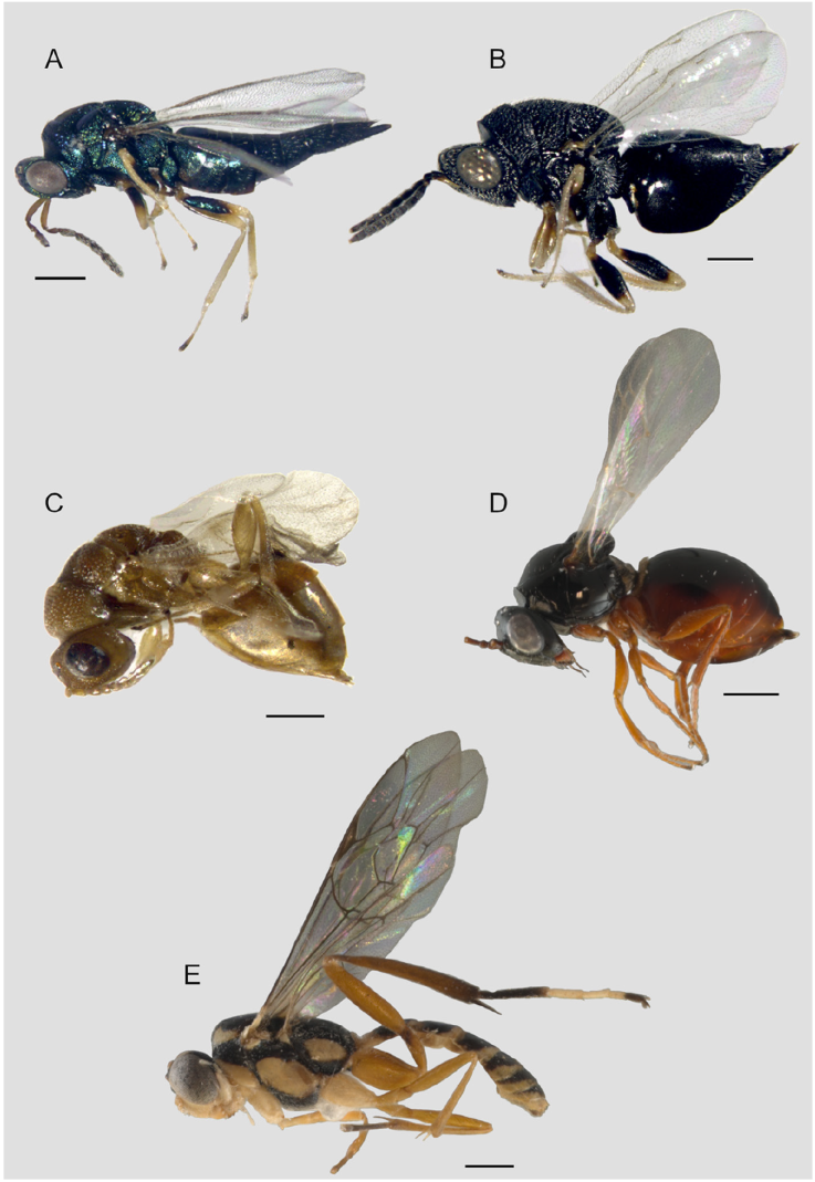 Diversity of insects associated with the fruits of four tree species of ...