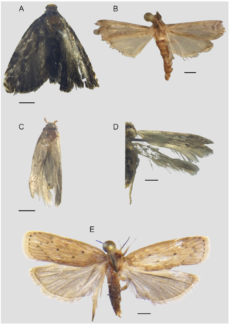 Diversity of insects associated with the fruits of four tree species of ...
