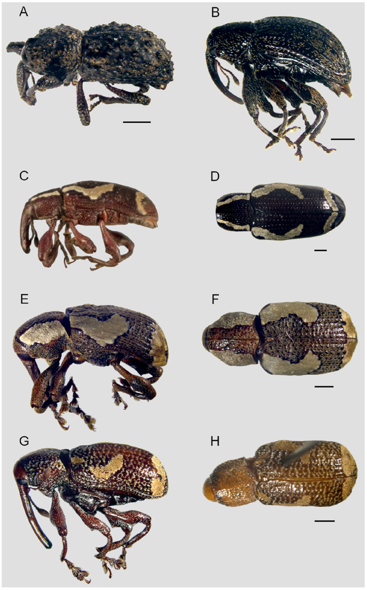 Diversity of insects associated with the fruits of four tree species of ...