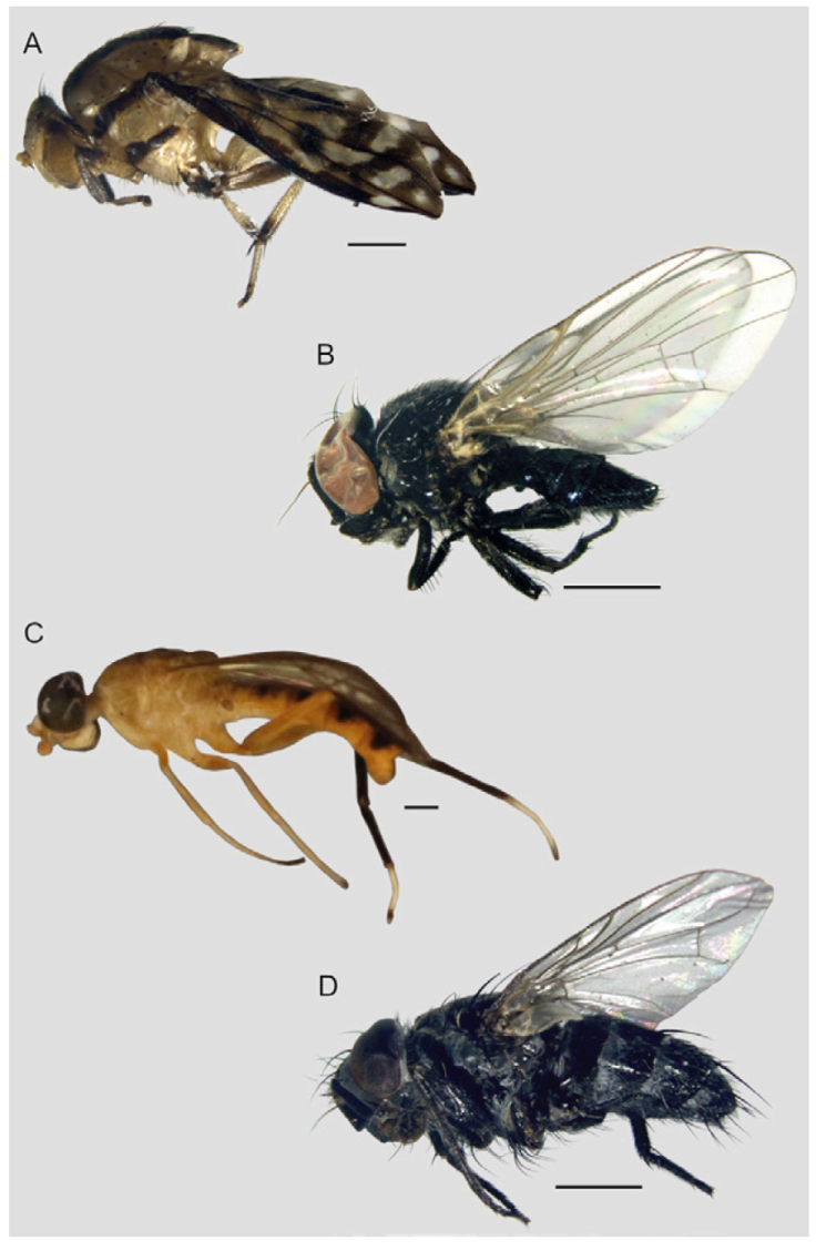 Diversity of insects associated with the fruits of four tree species of ...