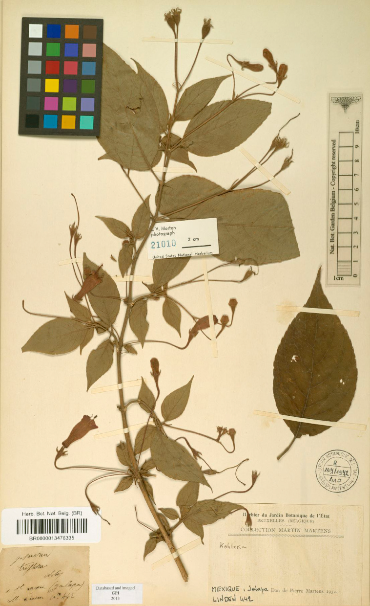 Lectotypification of Moussonia (Gesneria) triflora (Gesneriaceae)