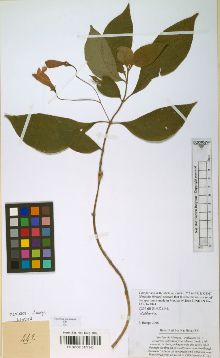 Lectotypification of Moussonia (Gesneria) triflora (Gesneriaceae)