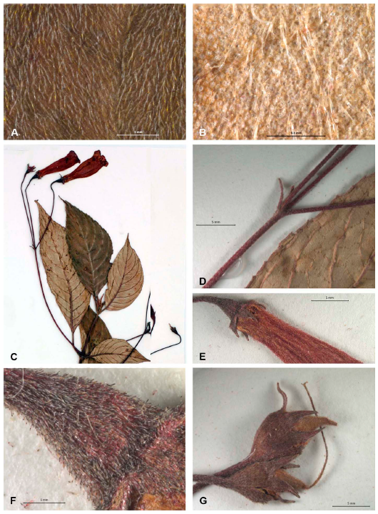 Lectotypification of Moussonia (Gesneria) triflora (Gesneriaceae)