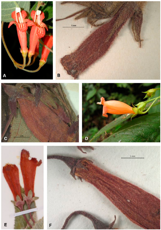 Lectotypification of Moussonia (Gesneria) triflora (Gesneriaceae)