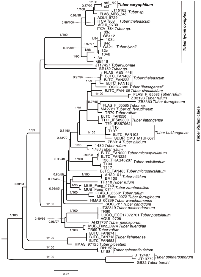 Tuber caryophilum, a new truffle species growing in Carya illinoinensis ...