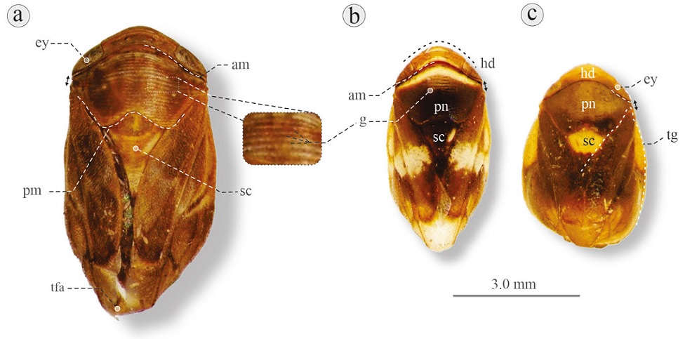 Overview of spittlebugs of the family Cercopidae (Hemiptera ...
