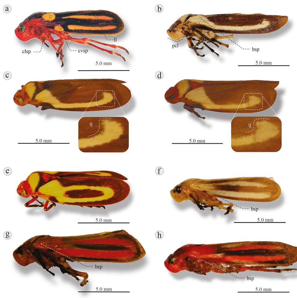 Overview of spittlebugs of the family Cercopidae (Hemiptera ...