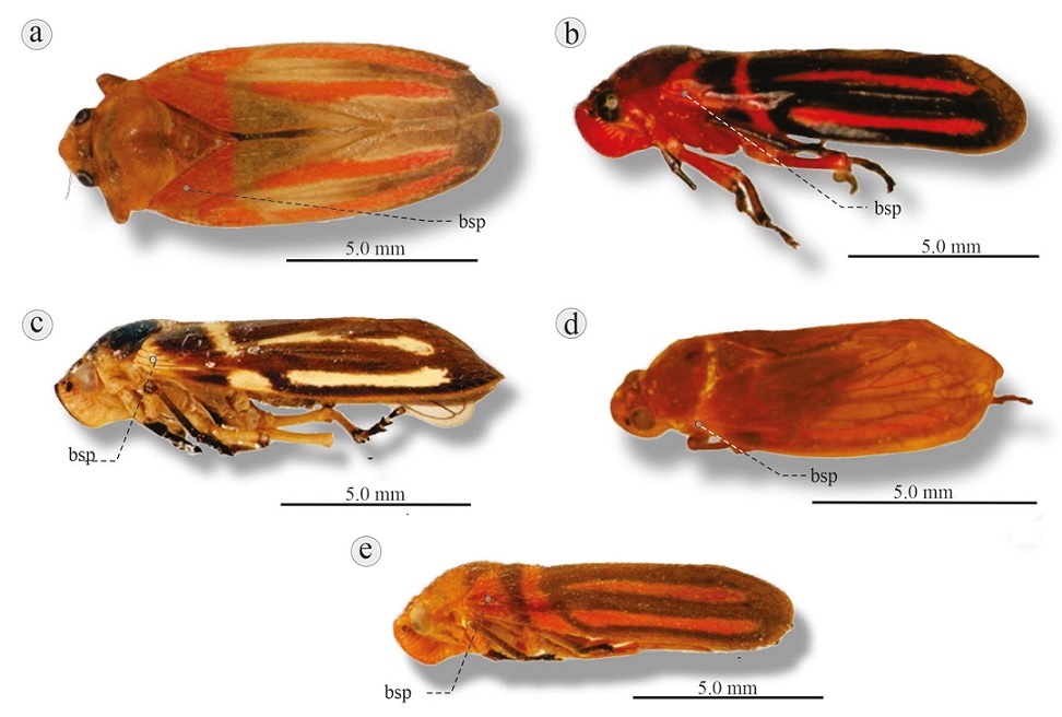 Overview of spittlebugs of the family Cercopidae (Hemiptera ...
