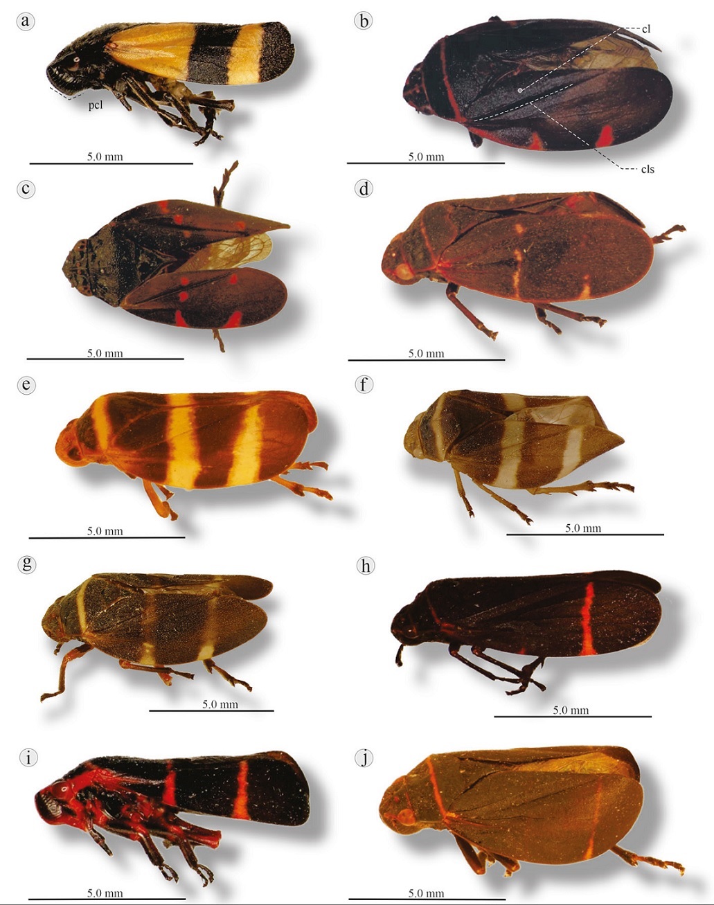 Overview of spittlebugs of the family Cercopidae (Hemiptera ...