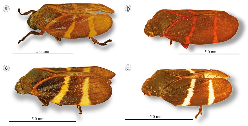 Overview of spittlebugs of the family Cercopidae (Hemiptera ...