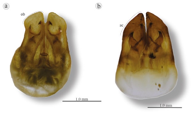 Overview of spittlebugs of the family Cercopidae (Hemiptera ...