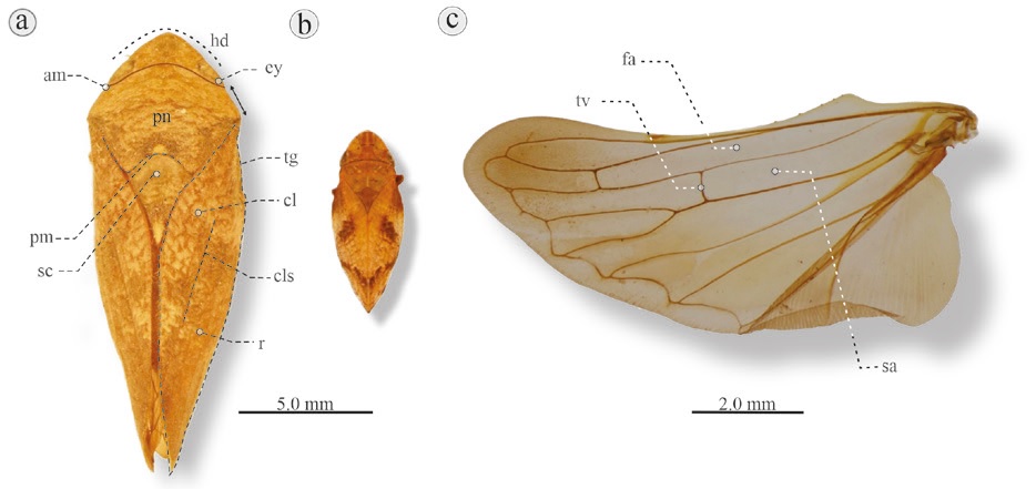 Overview of spittlebugs of the family Cercopidae (Hemiptera ...