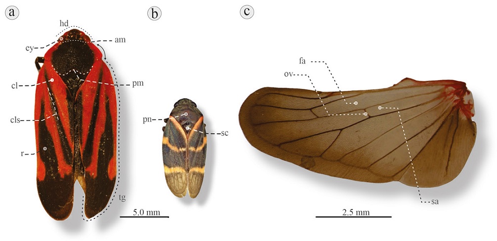 Overview of spittlebugs of the family Cercopidae (Hemiptera ...