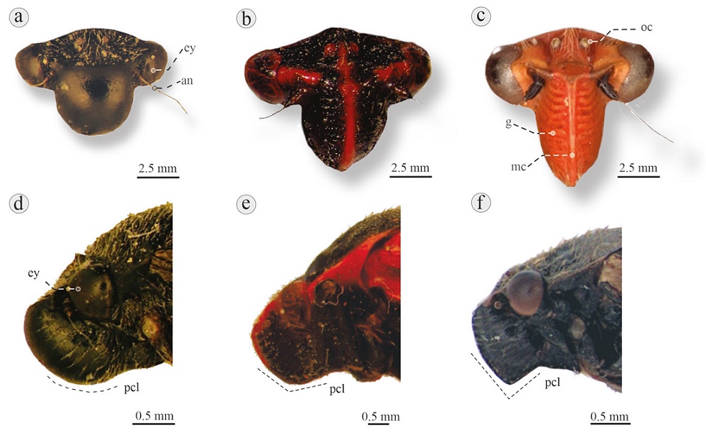 Overview of spittlebugs of the family Cercopidae (Hemiptera ...