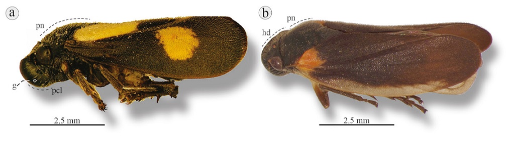 Overview of spittlebugs of the family Cercopidae (Hemiptera ...