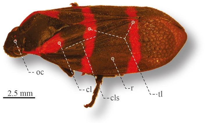 Overview of spittlebugs of the family Cercopidae (Hemiptera ...