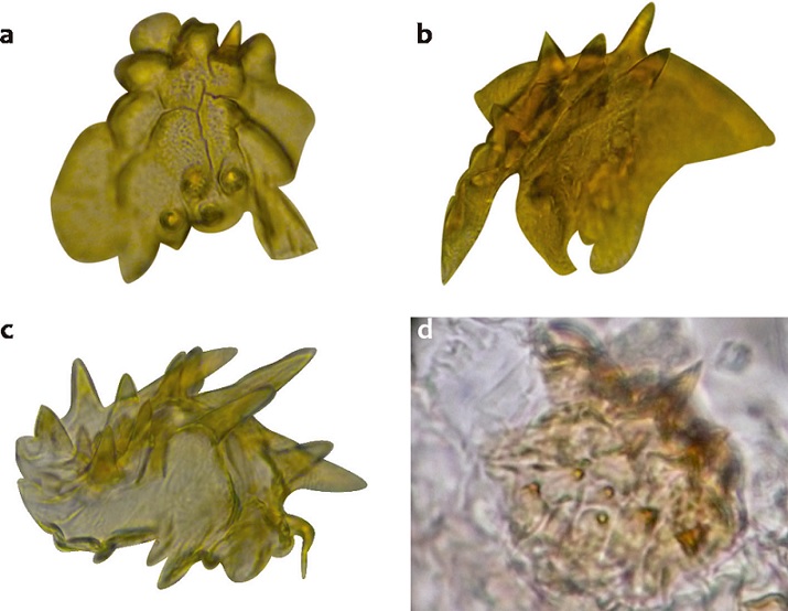 The spermatheca in the genus Dendroctonus (Curculionidae: Scolytinae ...