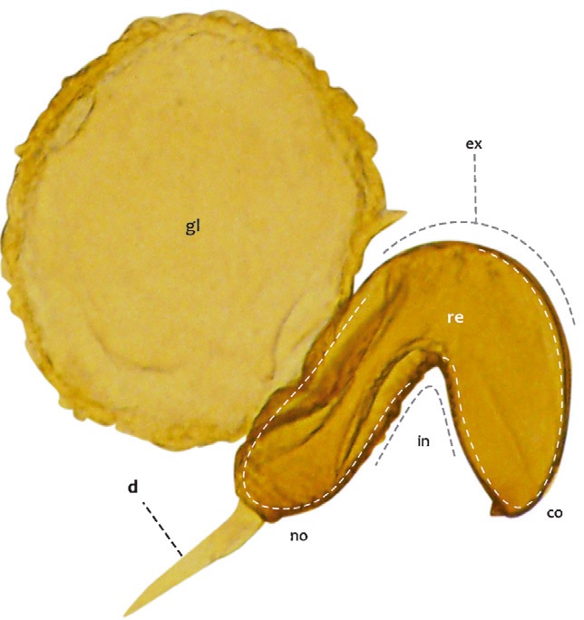 The spermatheca in the genus Dendroctonus (Curculionidae: Scolytinae ...