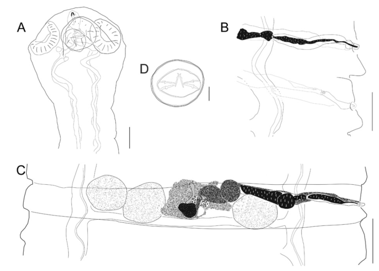 Hymenolepis ackerti n. sp. (Eucestoda: Hymenolepididae) infecting ...