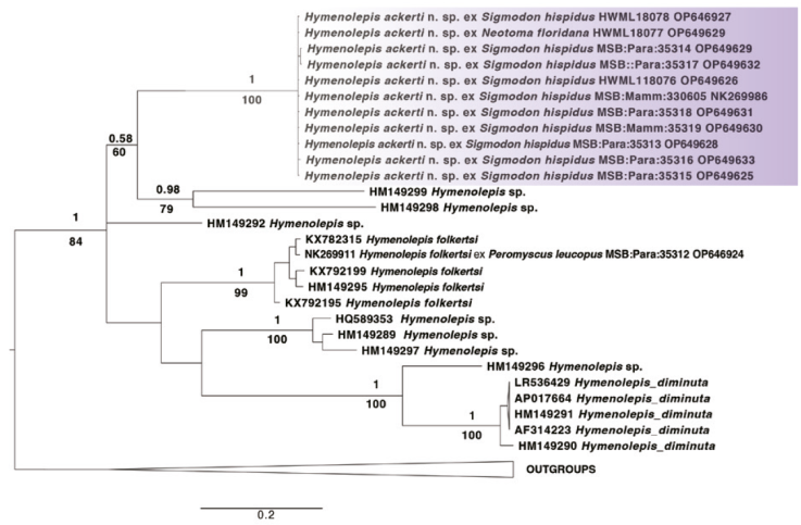 Hymenolepis ackerti n. sp. (Eucestoda: Hymenolepididae) infecting ...