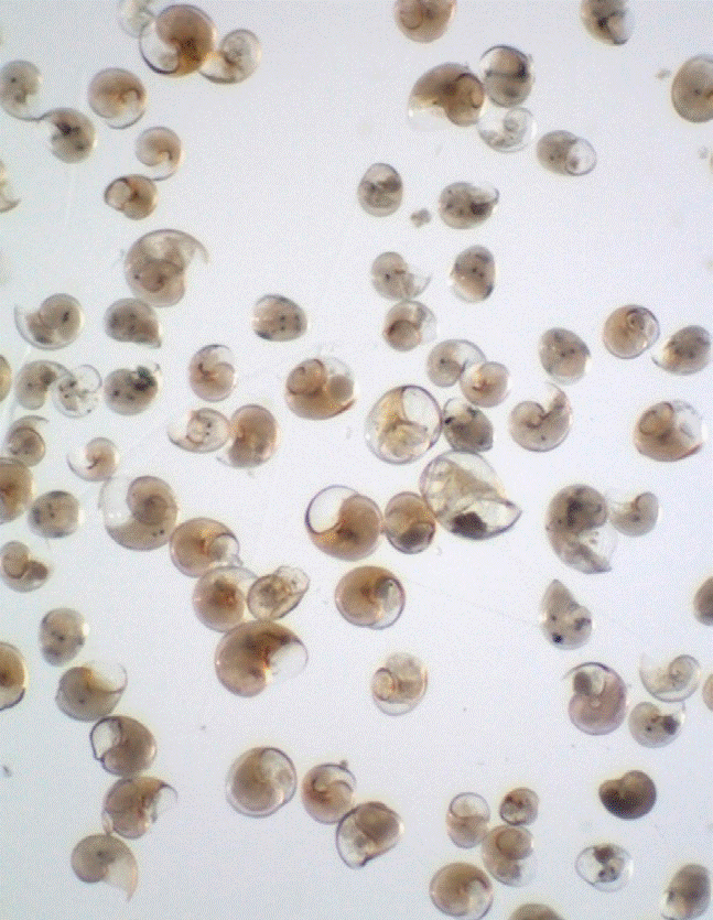 Diversity of planktonic gastropods from western Baja California ...