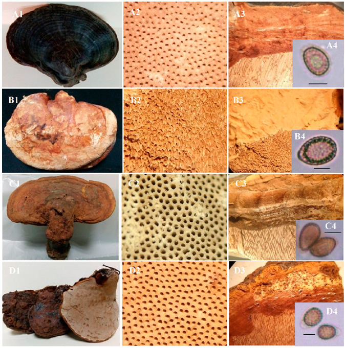 Registros nuevos del género Ganoderma (Agaricomycetes: Polyporales ...