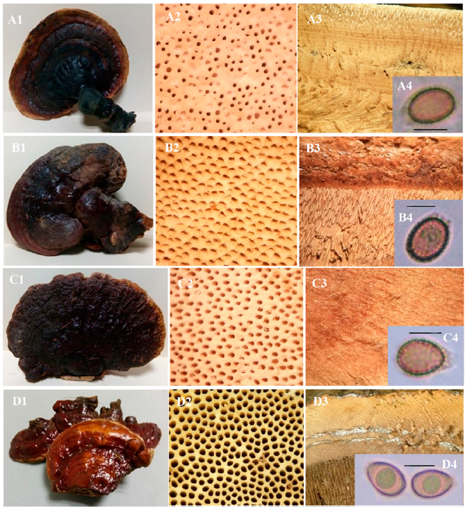 Registros nuevos del género Ganoderma (Agaricomycetes: Polyporales ...