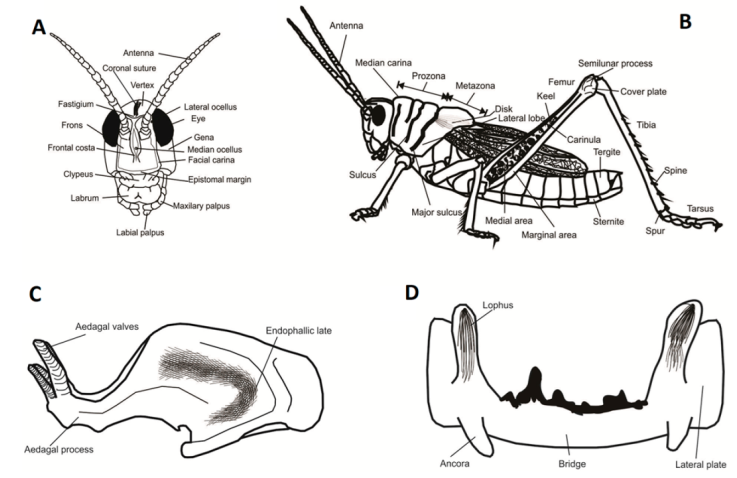 Taxonomic revision of the transitional Nearctic-Neotropical lubber ...
