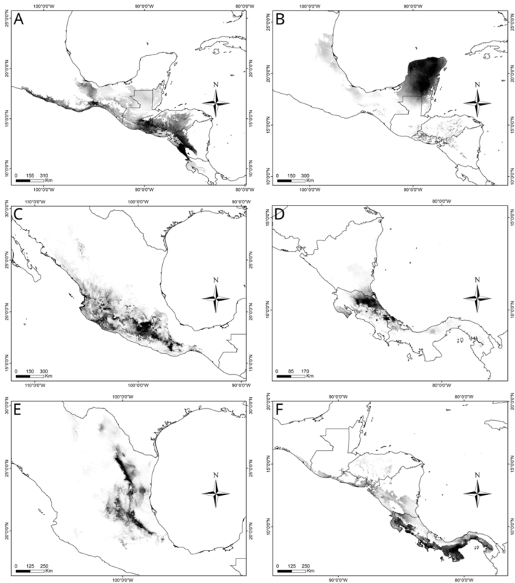 Taxonomic revision of the transitional Nearctic-Neotropical lubber ...