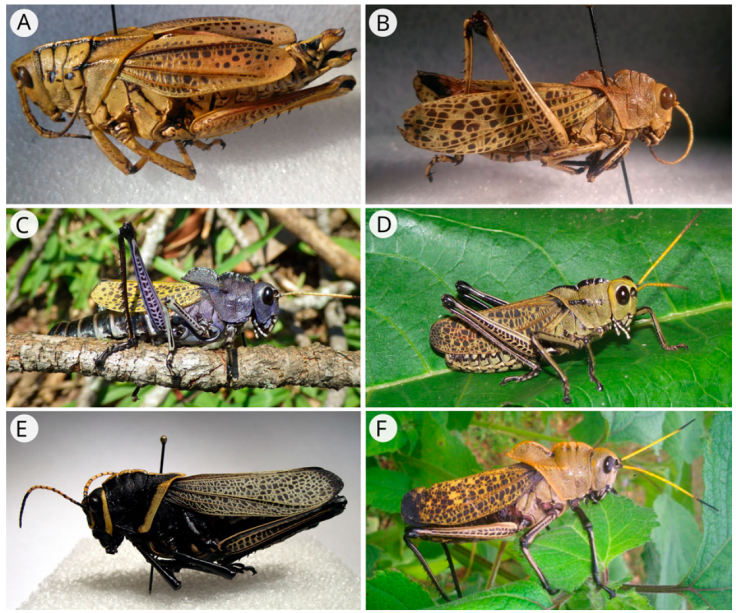 Taxonomic revision of the transitional Nearctic-Neotropical lubber ...