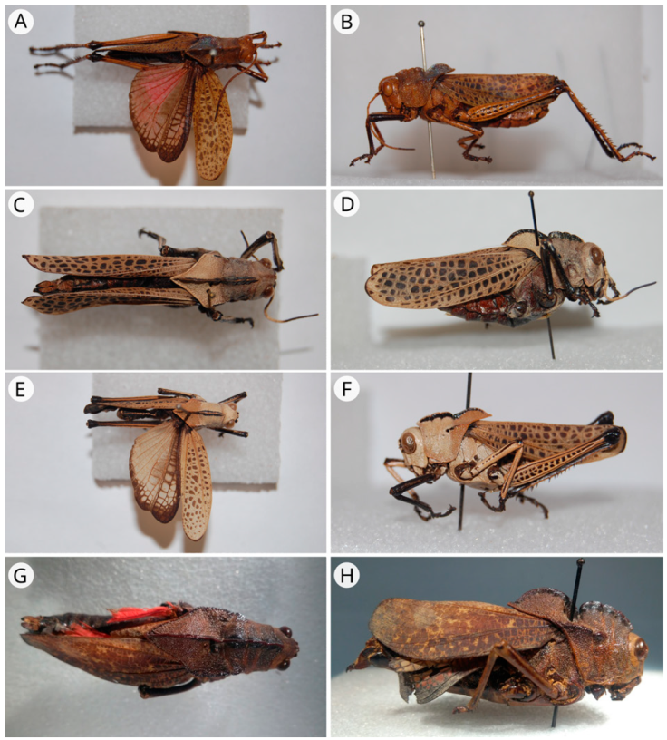 Taxonomic revision of the transitional Nearctic-Neotropical lubber ...