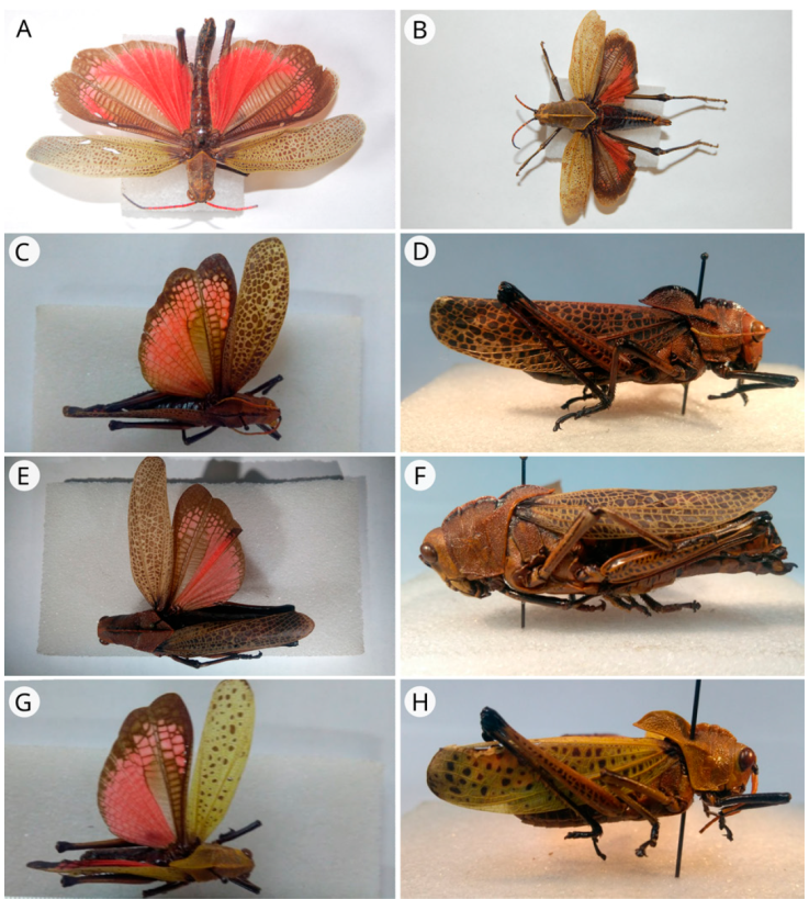 Taxonomic revision of the transitional Nearctic-Neotropical lubber ...