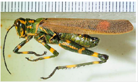 Taxonomic revision of the transitional Nearctic-Neotropical lubber ...