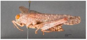 Taxonomic revision of the transitional Nearctic-Neotropical lubber ...