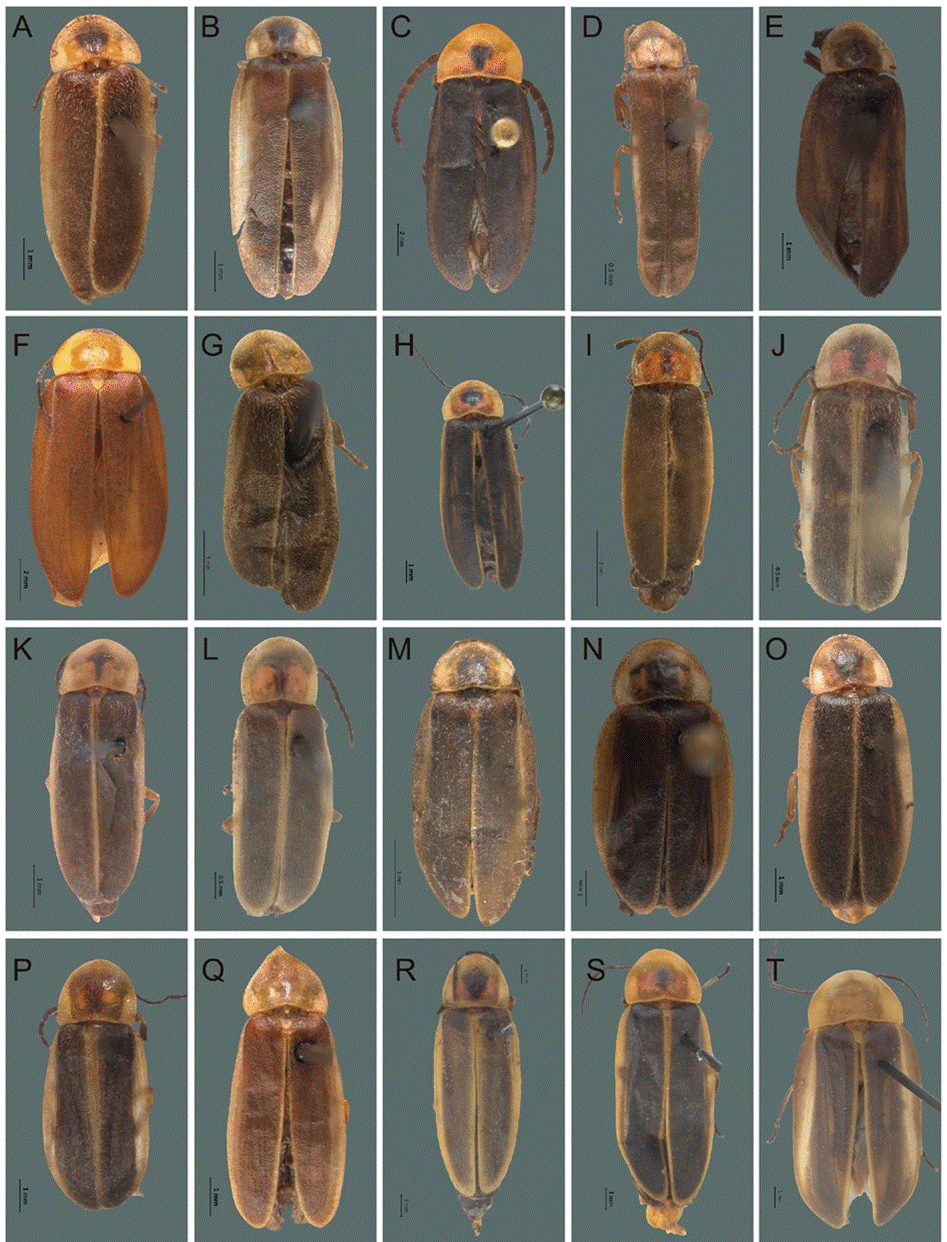 Luciérnagas (Coleoptera: Lampyridae) del norte-occidente de México, con ...