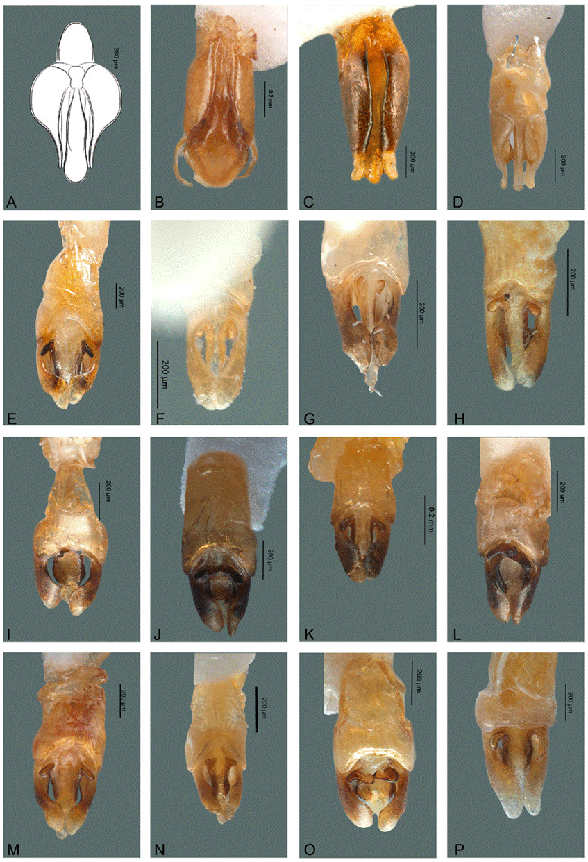 Luciérnagas (Coleoptera: Lampyridae) del norte-occidente de México, con ...