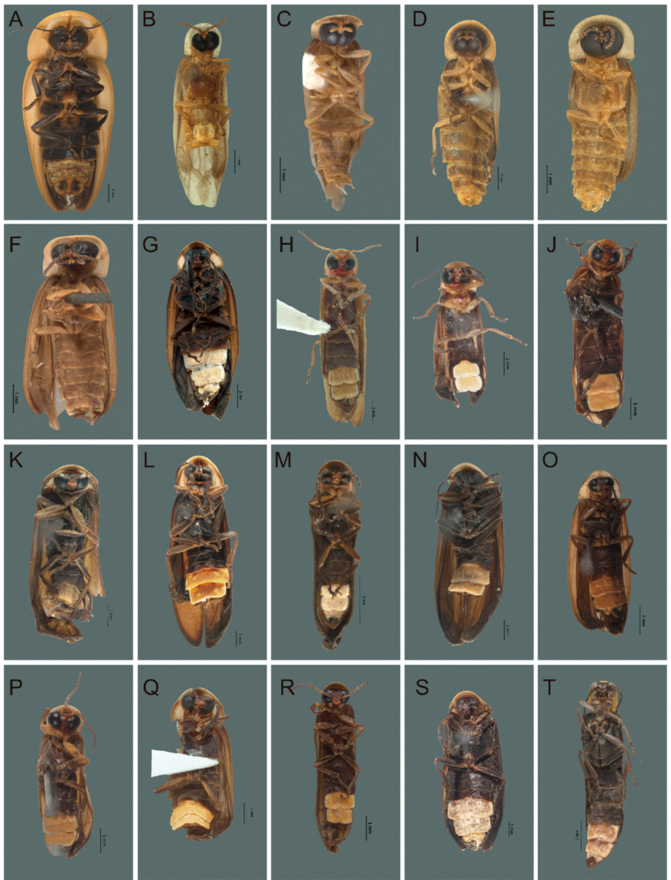 Luciérnagas (Coleoptera: Lampyridae) del norte-occidente de México, con ...