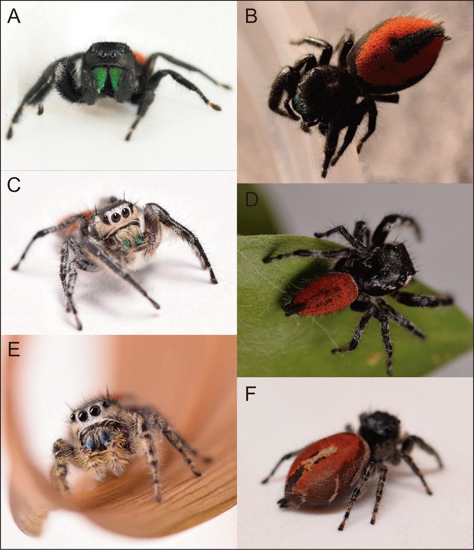 Genetic diversity and population histories of two species of Phidippus ...