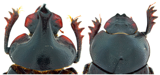 A new species of the Onthophagus mirabilis species complex (Coleóptera ...