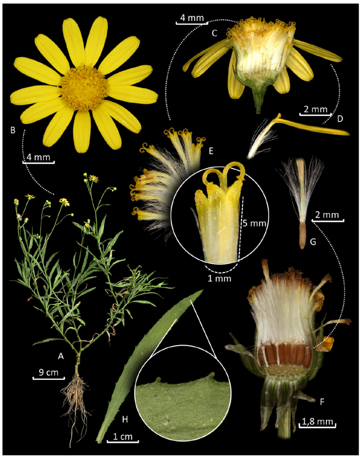 Registros nuevos y comentarios taxonómicos en Acanthaceae, Apocynaceae ...