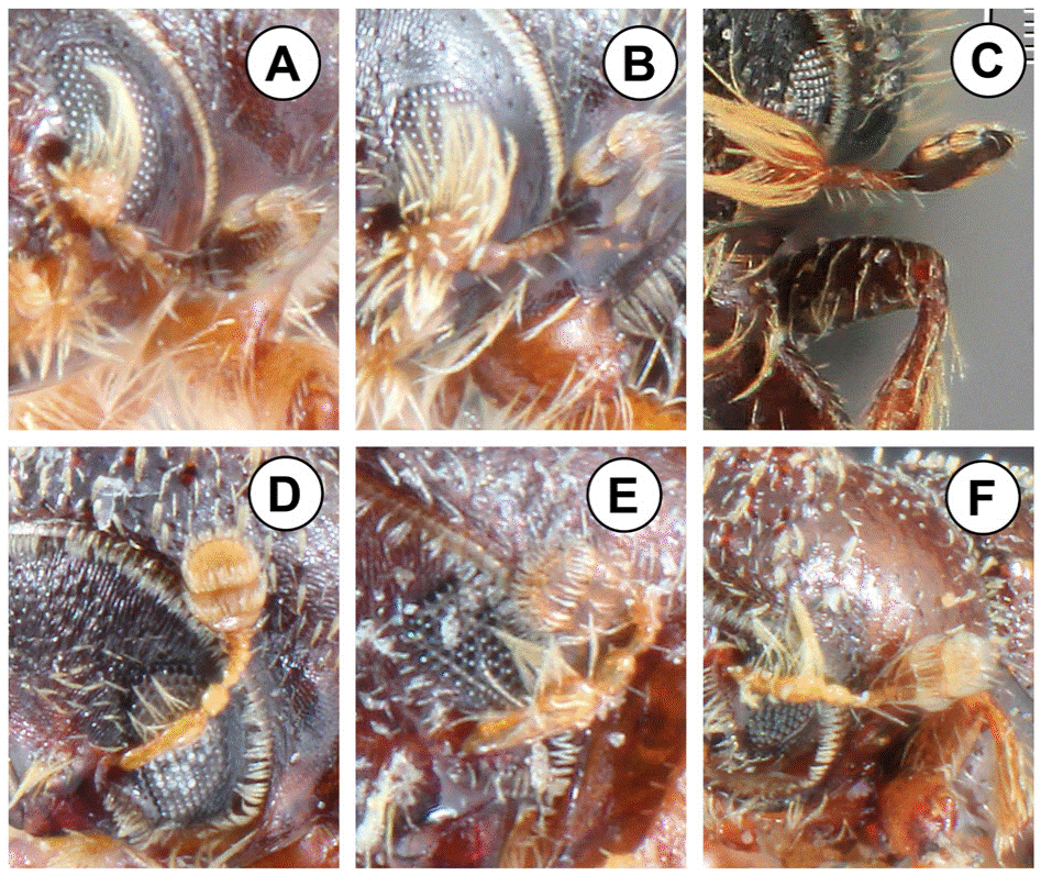 Revision of the genus Phloeocleptus (Coleoptera: Curculionidae: Scolytinae)