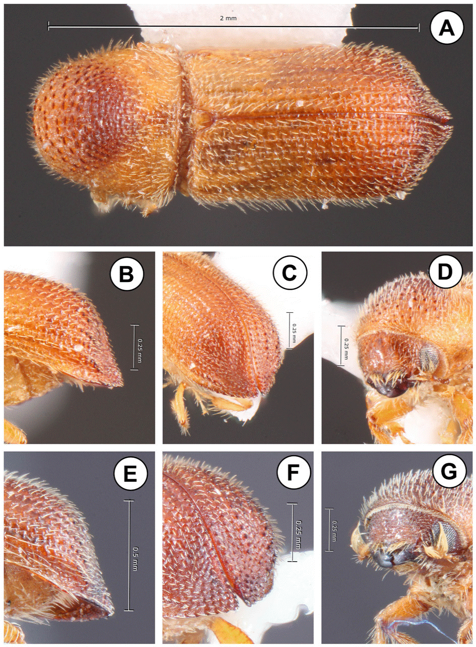 Revision of the genus Phloeocleptus (Coleoptera: Curculionidae: Scolytinae)