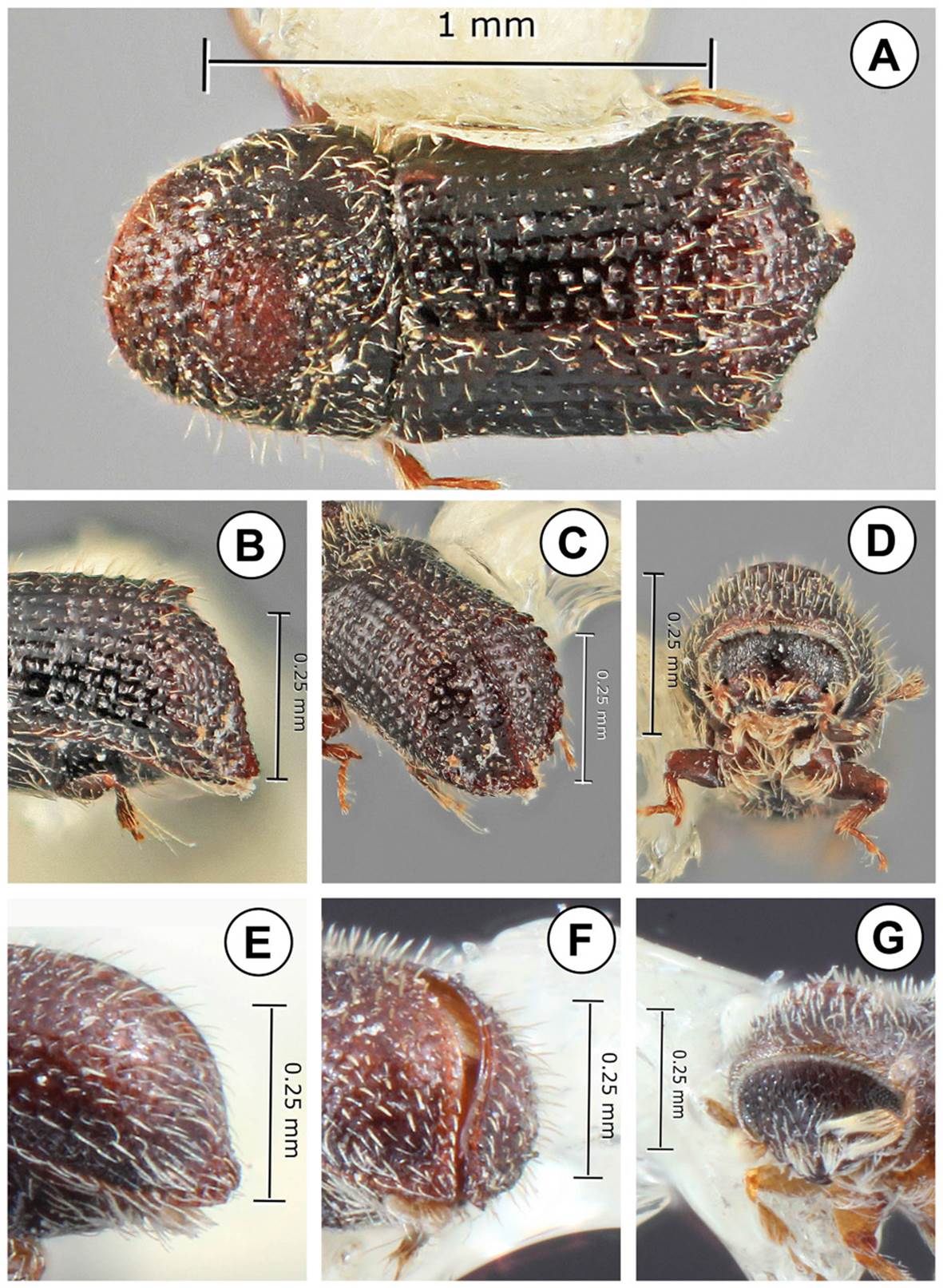 Revision of the genus Phloeocleptus (Coleoptera: Curculionidae: Scolytinae)