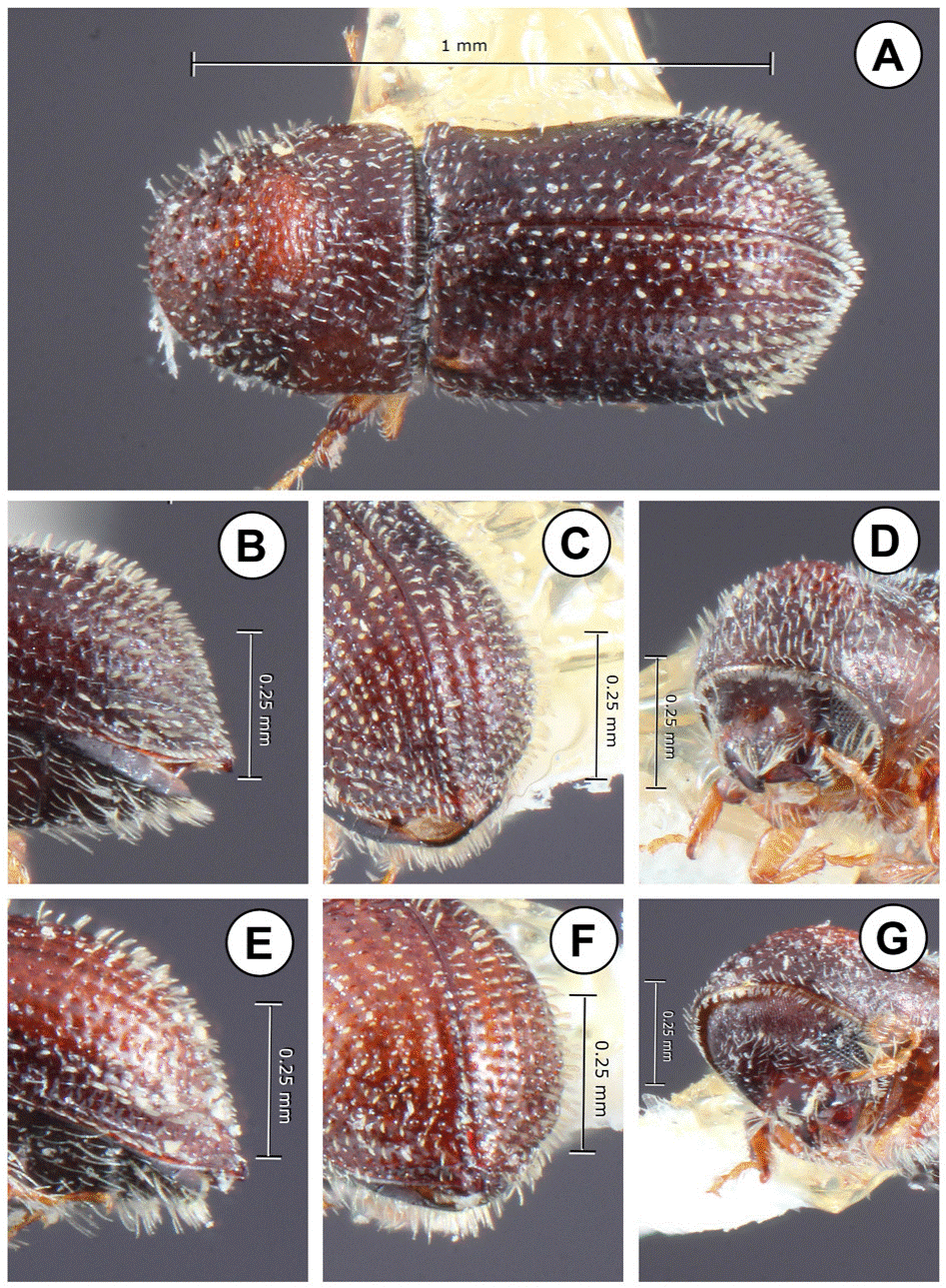 Revision of the genus Phloeocleptus (Coleoptera: Curculionidae: Scolytinae)