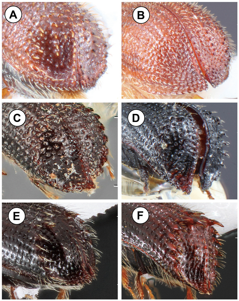 Revision of the genus Phloeocleptus (Coleoptera: Curculionidae: Scolytinae)